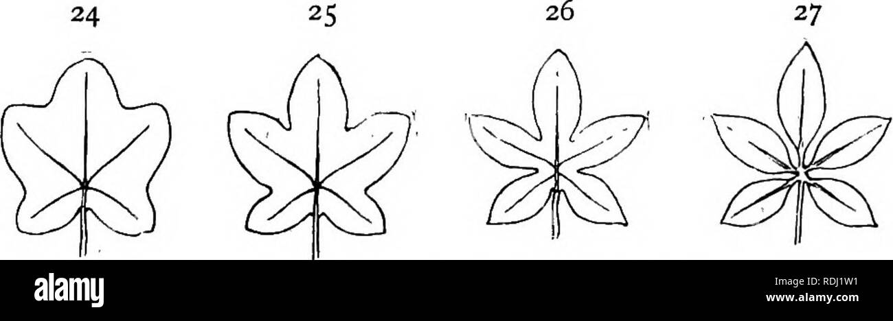 . Elementary botany . Botany. Figs, ig-23.—Division of pinnately-veined ...