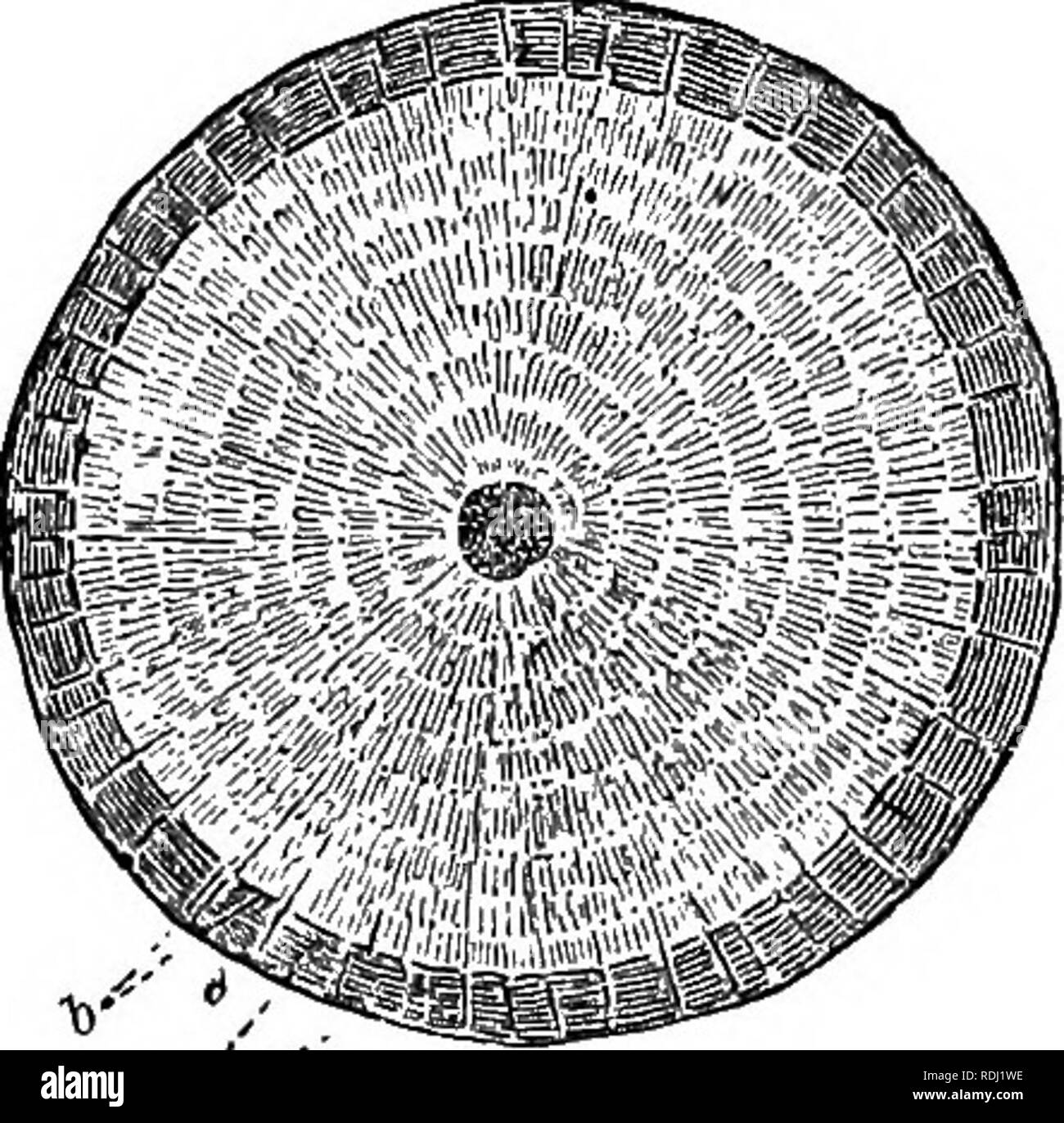 . A Manual of botany : being an introduction to the study of the ...