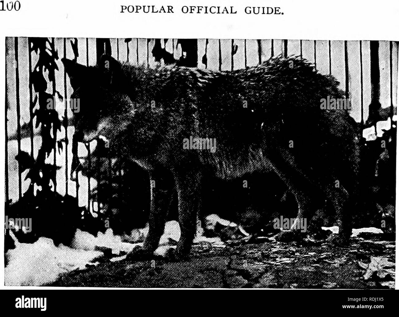Thomas wolf Black and White Stock Photos & Images - Alamy