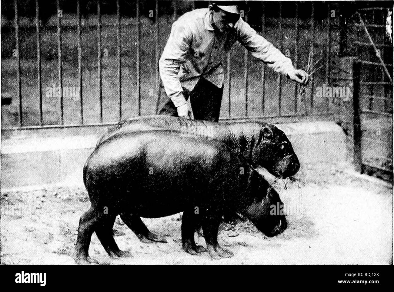 . Popular official guide to the New York zoological park . Zoos. 96 ...