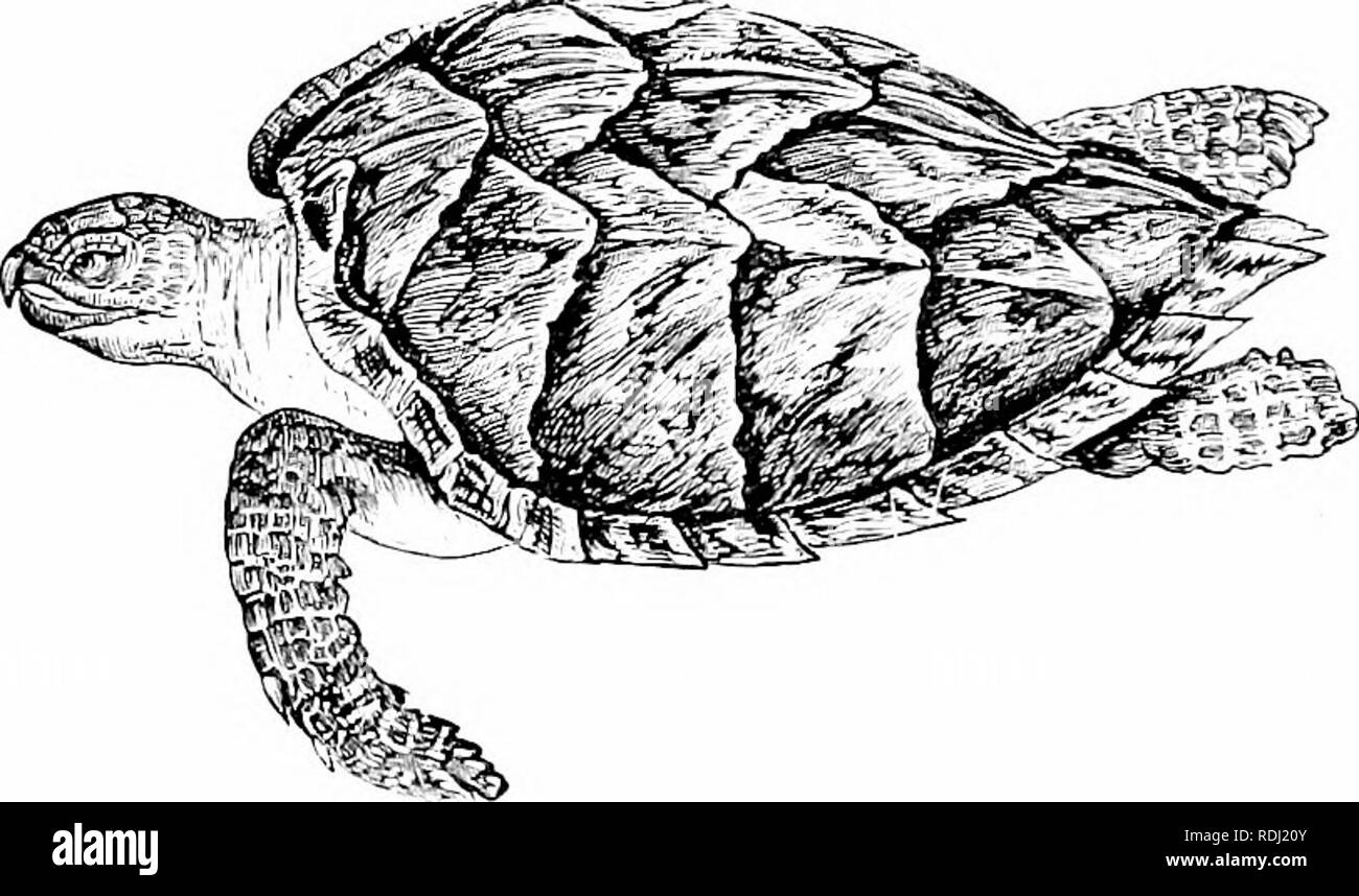 Snapping turtles Black and White Stock Photos & Images - Alamy