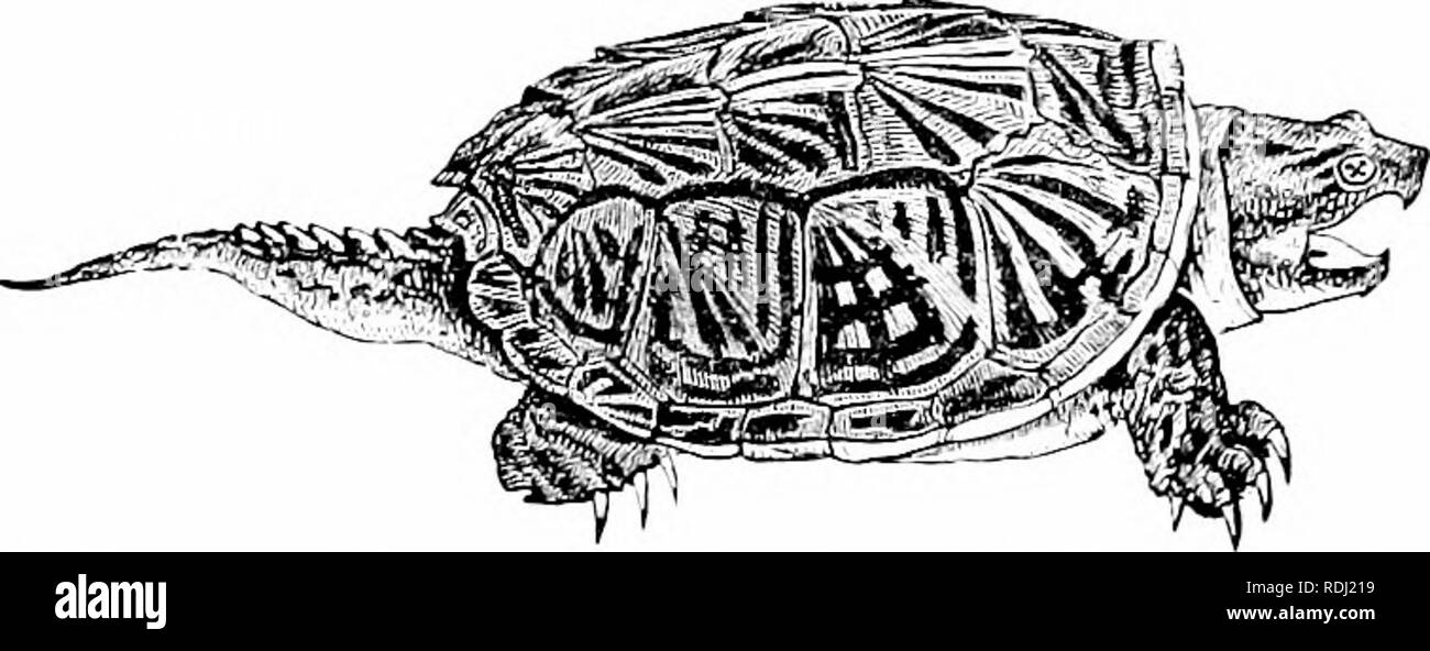 . Natural history of animals;. Zoology. Fig. 169.—Wood Torloise. Fig ...