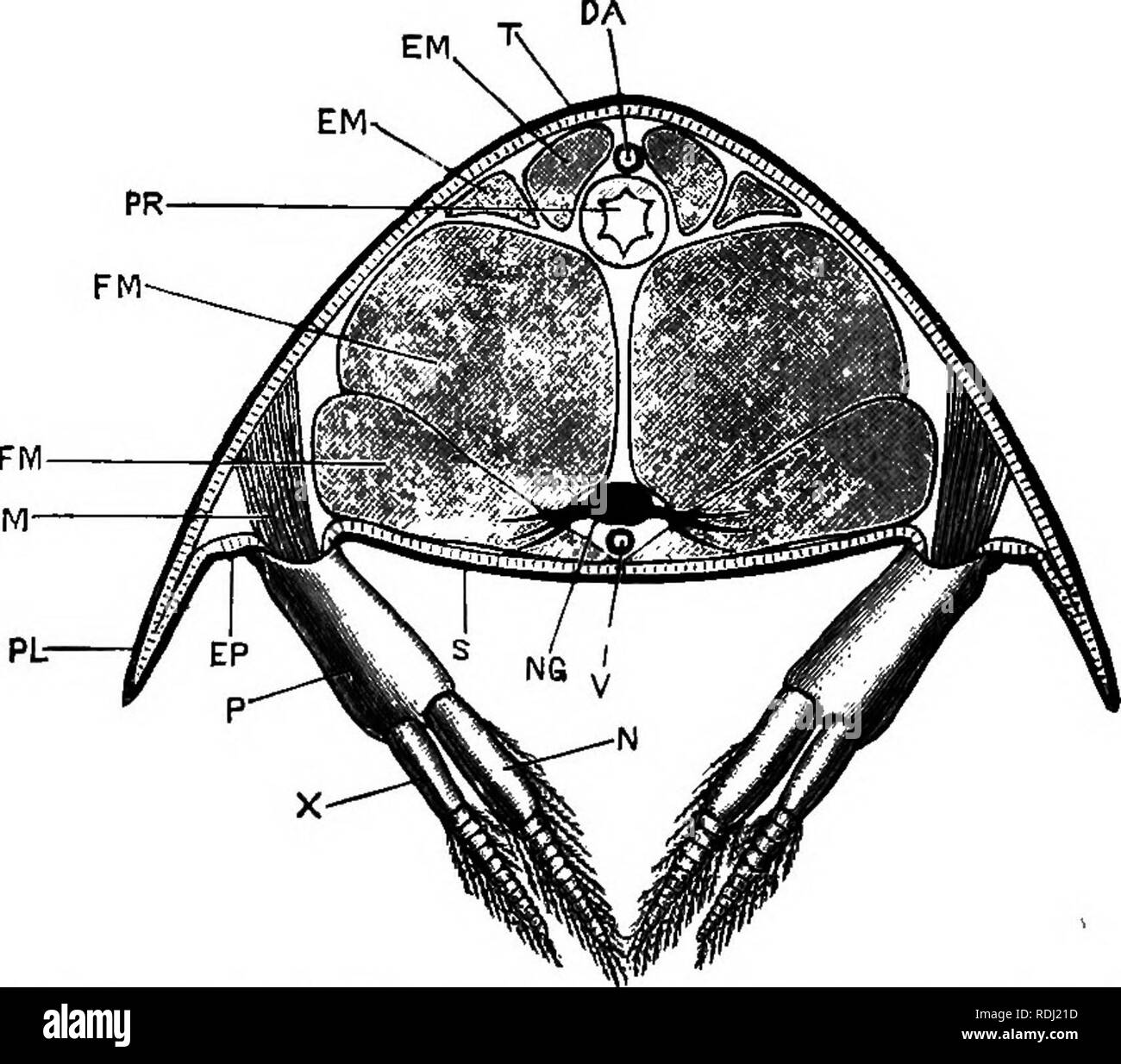 Transverse section through the abdomen hi-res stock photography and ...
