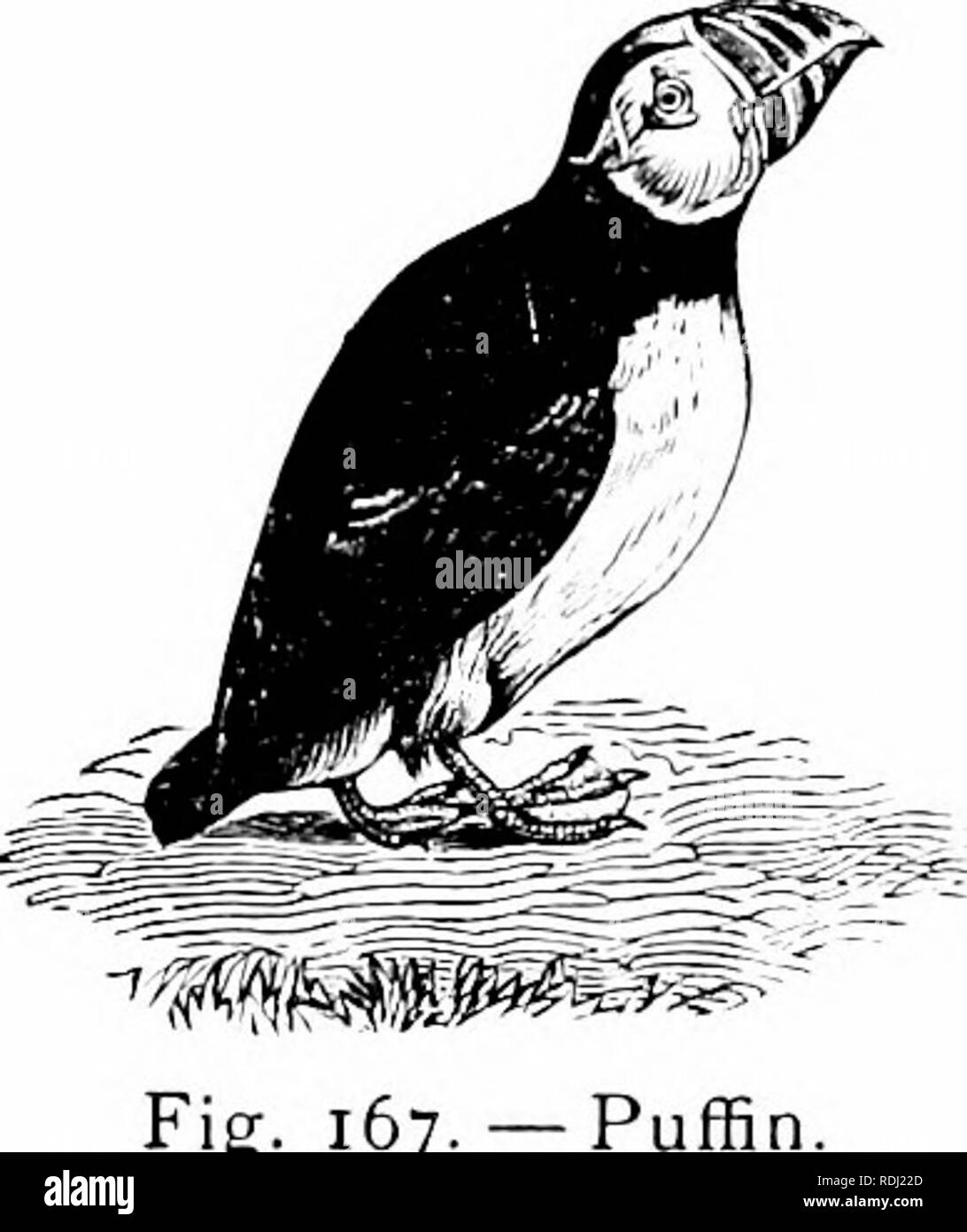 Egg great auk hi-res stock photography and images - Alamy