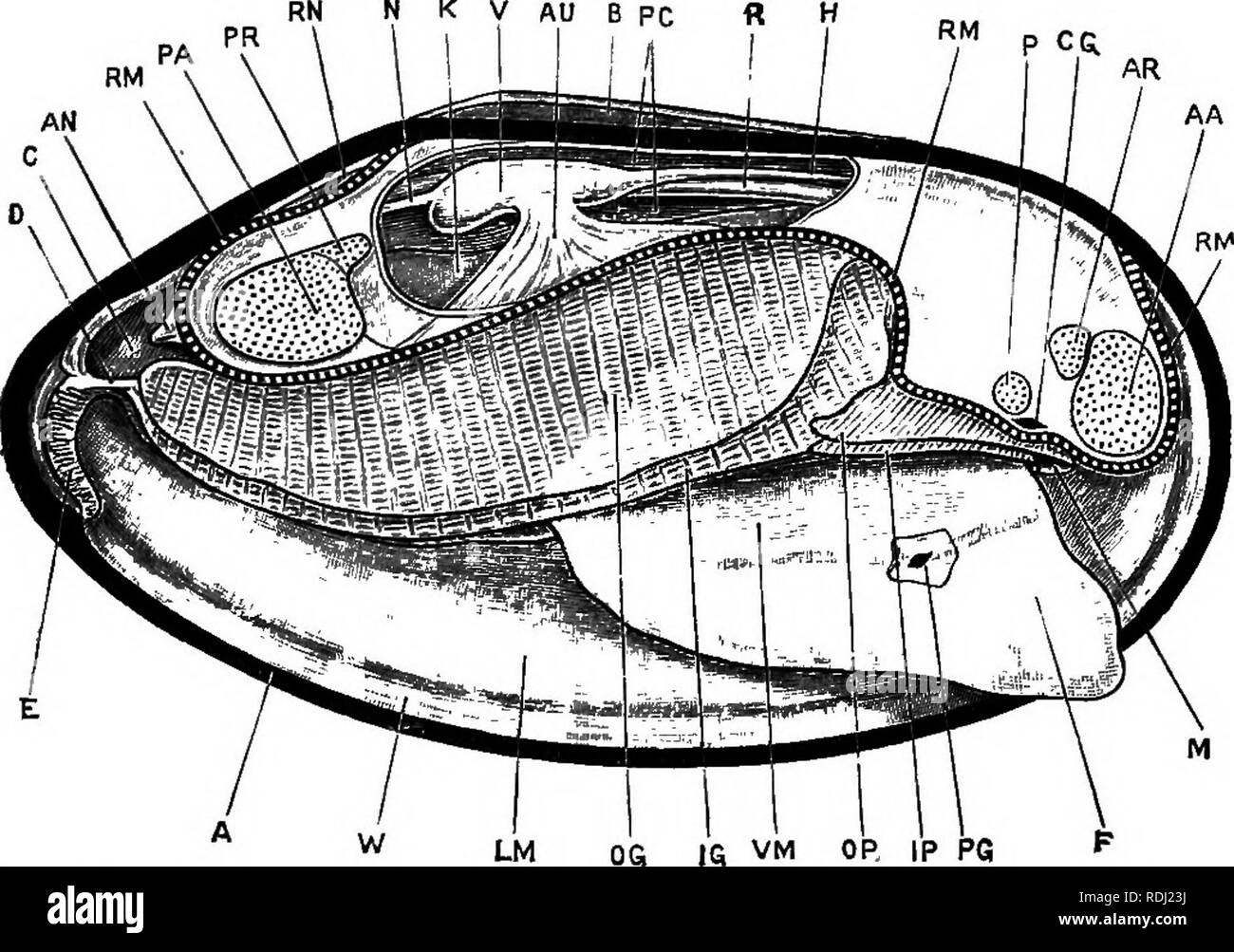 Anterior cut away view Black and White Stock Photos & Images - Alamy