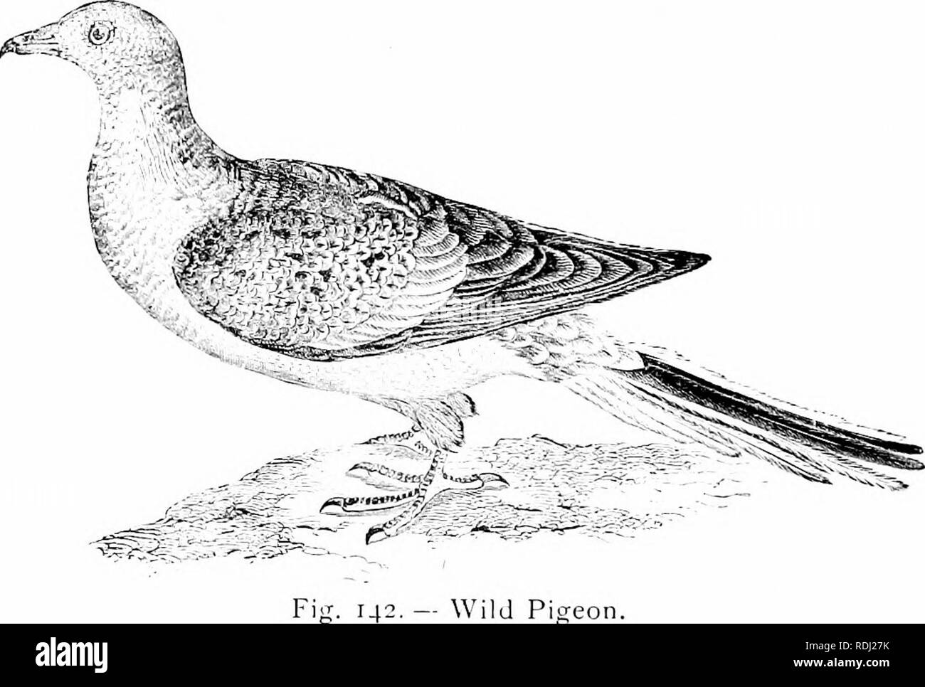 Iolet Black and White Stock Photos & Images - Alamy