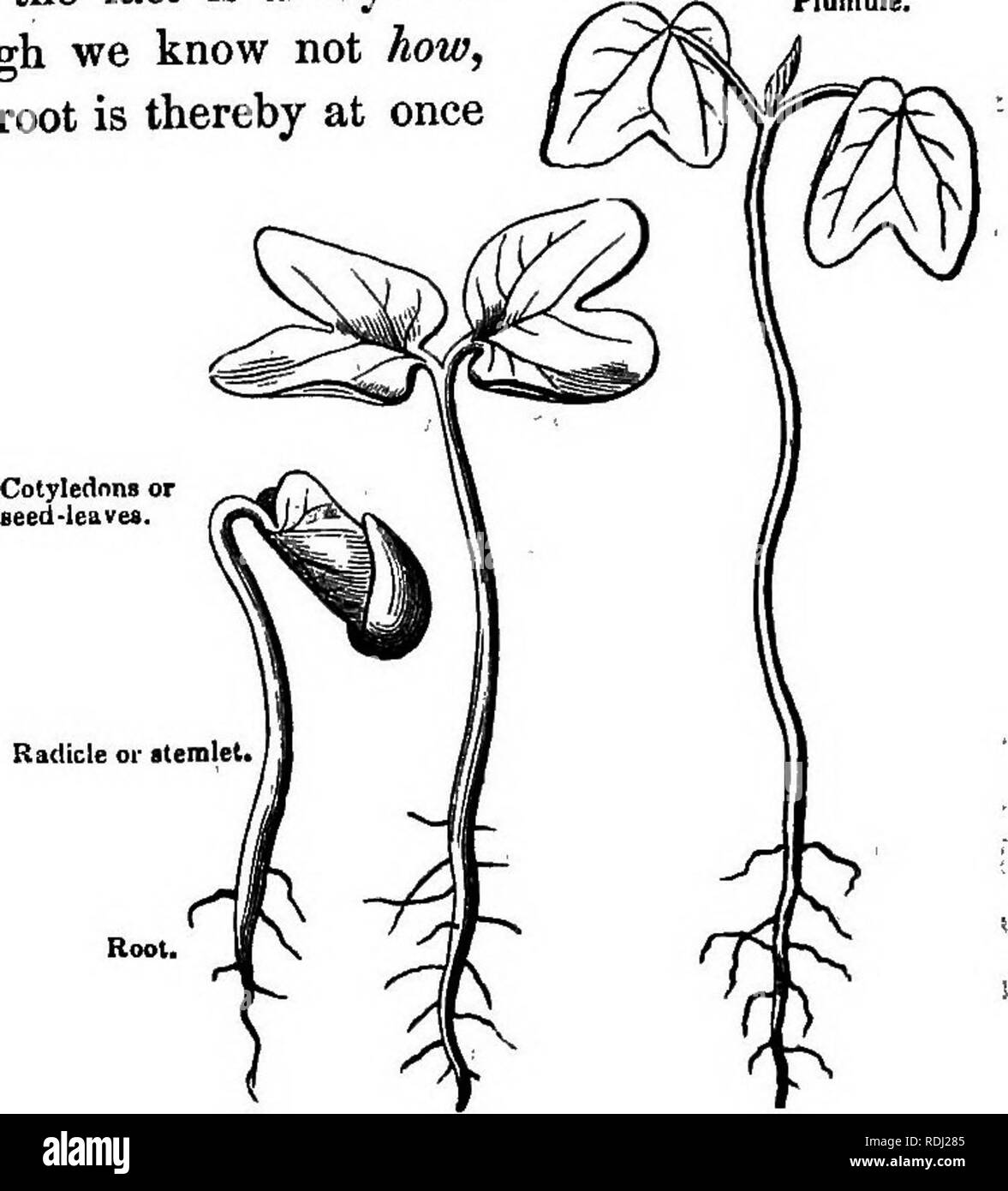 . Botany for young people and common schools : how plants grow, a ...