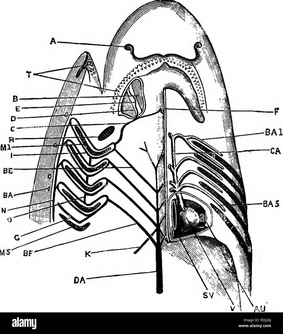 Median cut through head Black and White Stock Photos & Images - Alamy