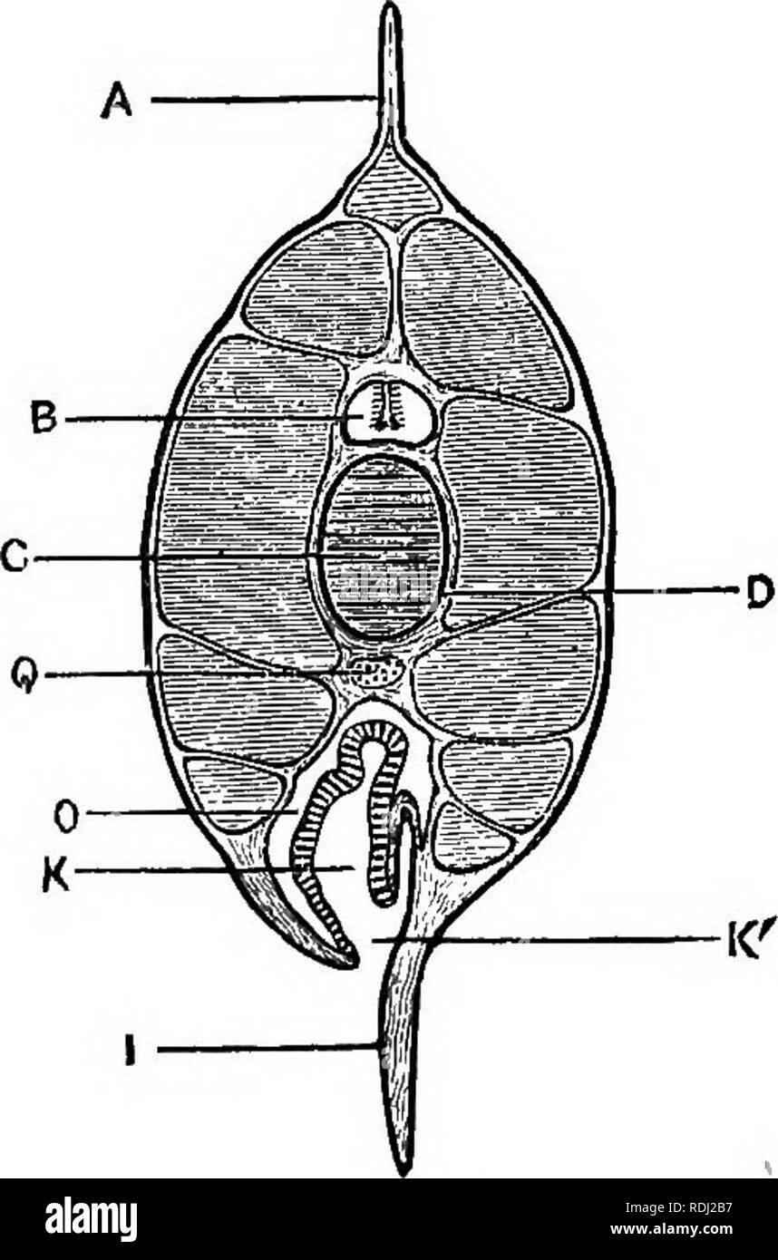 Protochordate Amphioxus