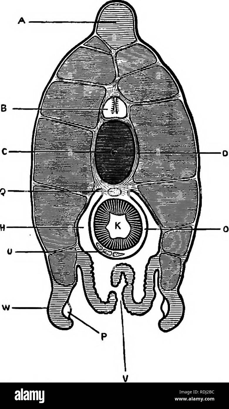 . A junior course of practical zoology. Zoology. SECTION THROUGH ATRIAL ...