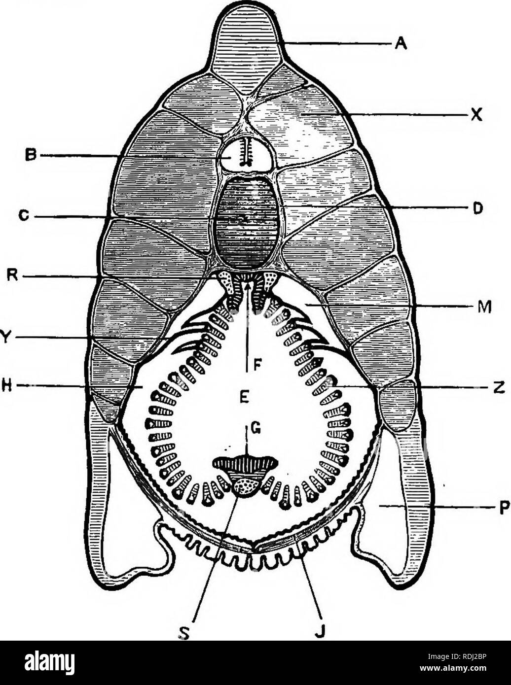 . A junior course of practical zoology. Zoology. SECTION THEOUGH ...