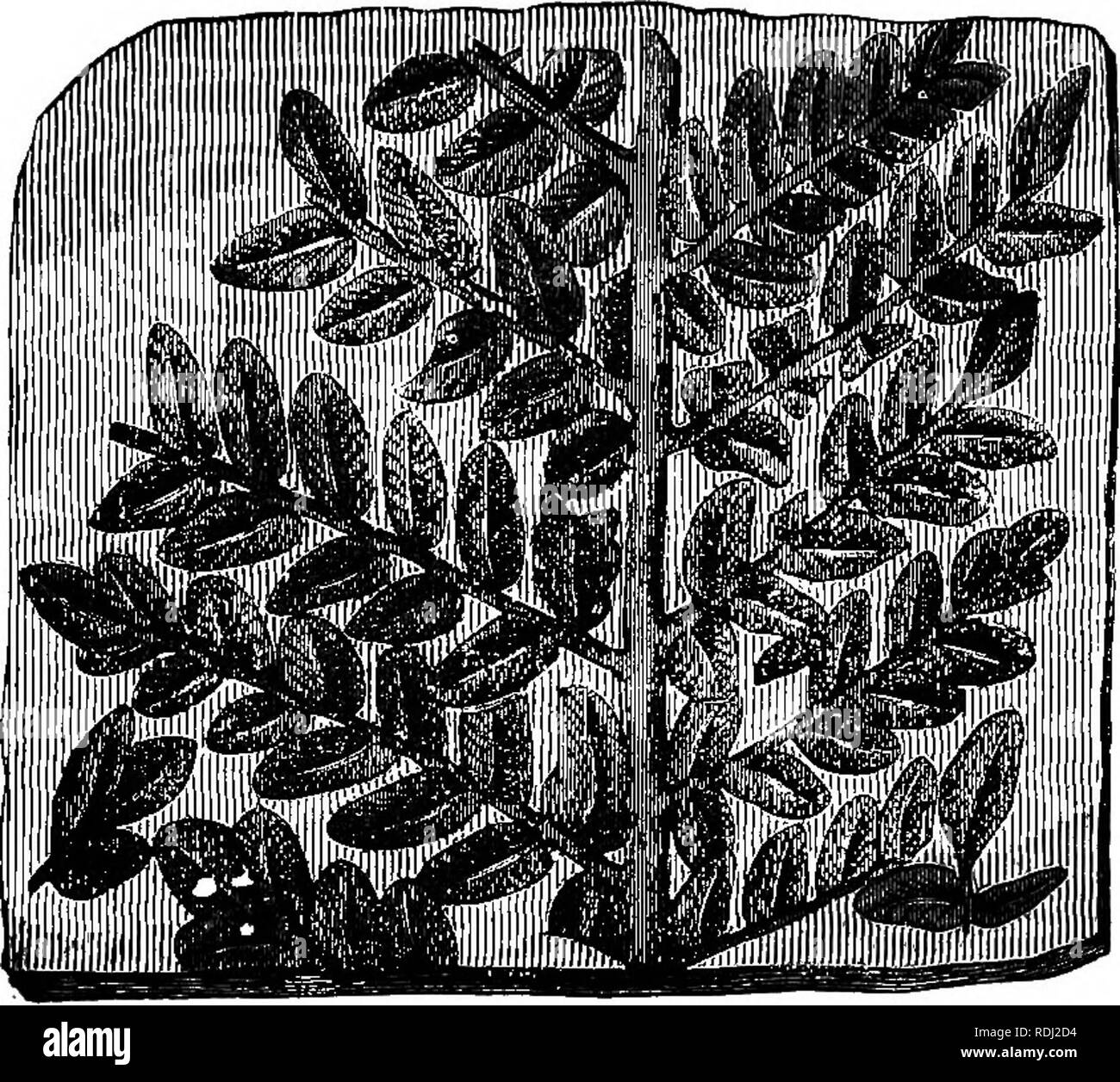 Tertiary Period Plants