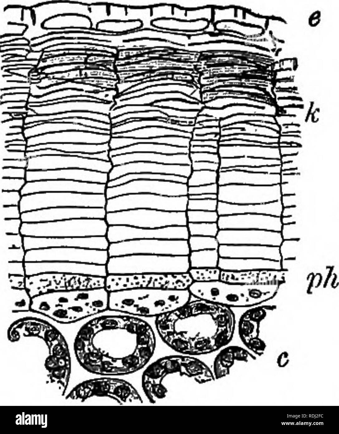 Dead perennials Black and White Stock Photos & Images - Alamy