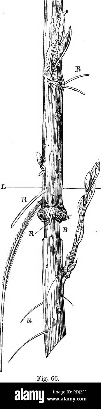 How to grow a new tree from a branch hi-res stock photography and ...