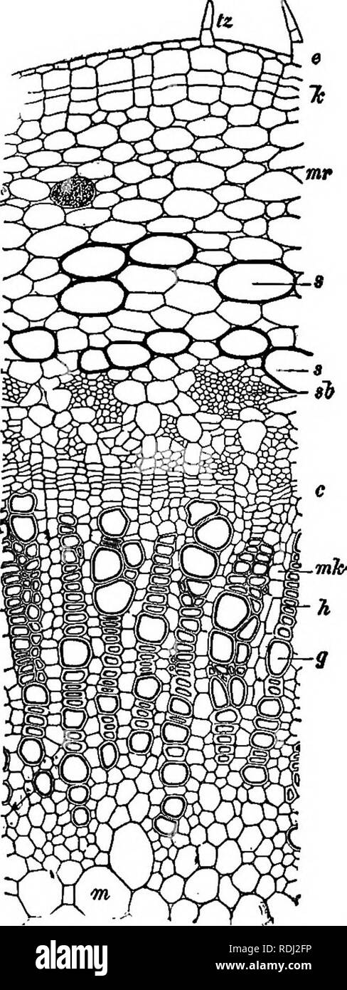 pattern formation in plants