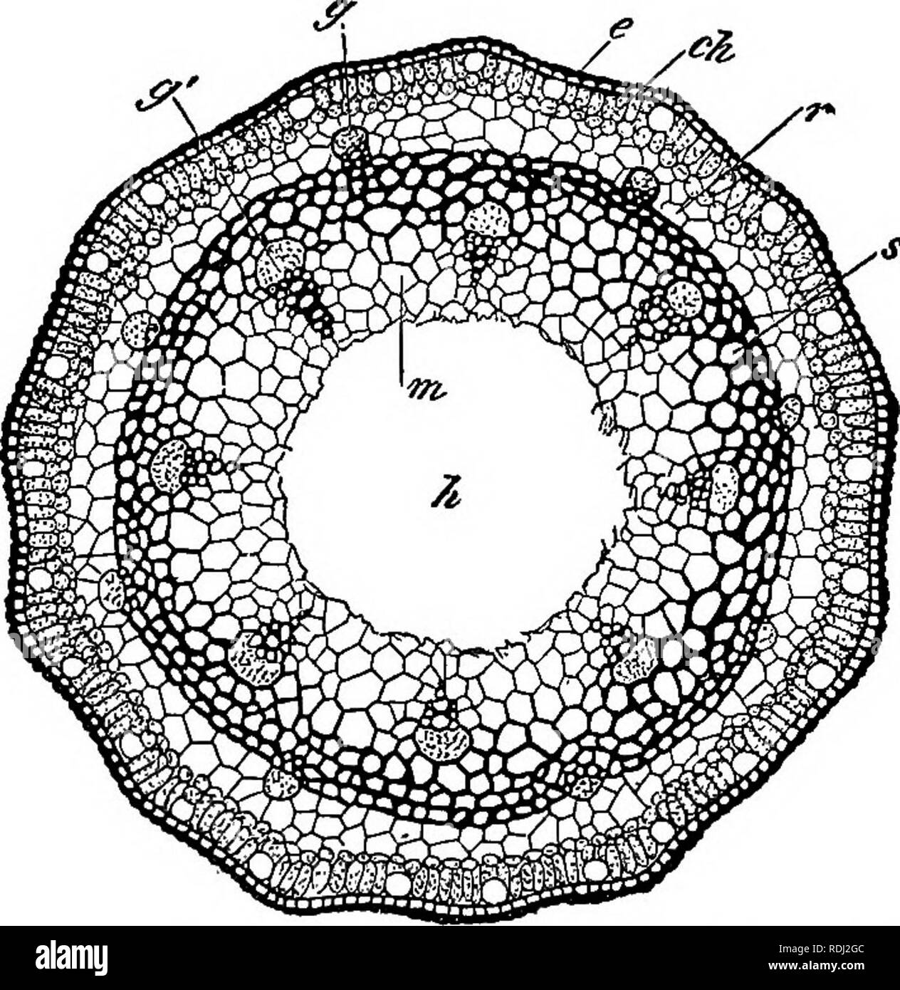 Various stem sections Black and White Stock Photos & Images - Alamy