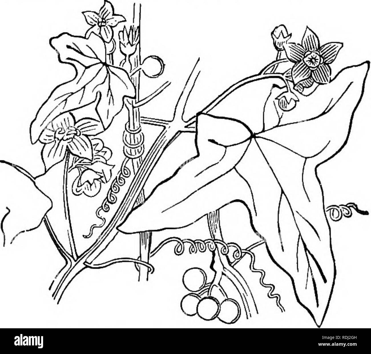 Stigmatic surface hi-res stock photography and images - Alamy