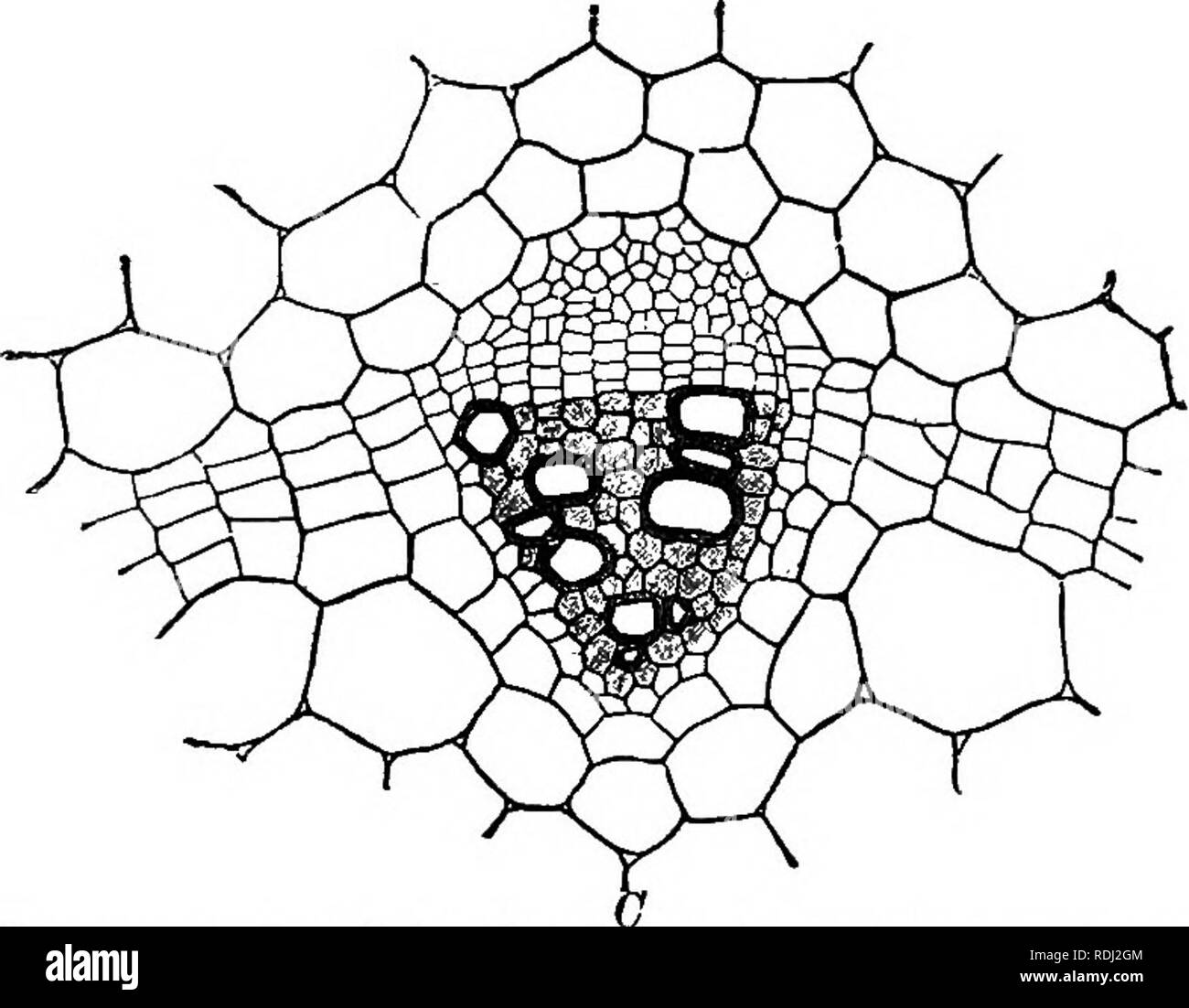 . Outlines of plant life : with special reference to form and function ...