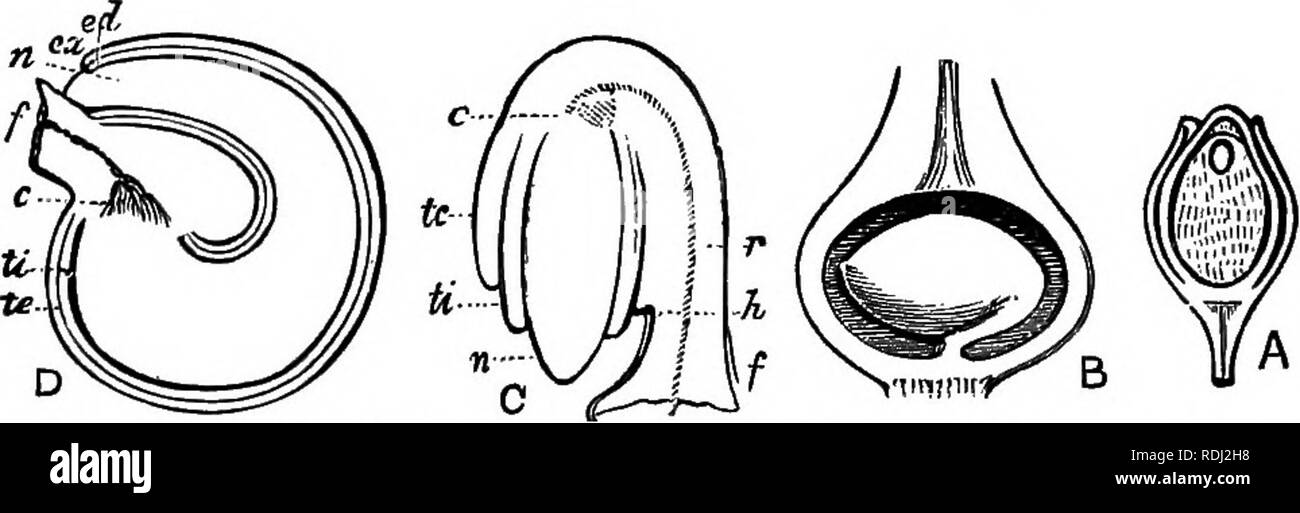 Plant ovule and ovary Black and White Stock Photos & Images - Alamy