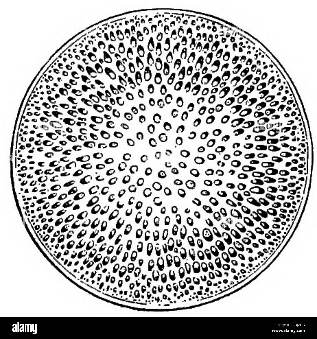 . Outlines of plant life : with special reference to form and function ...