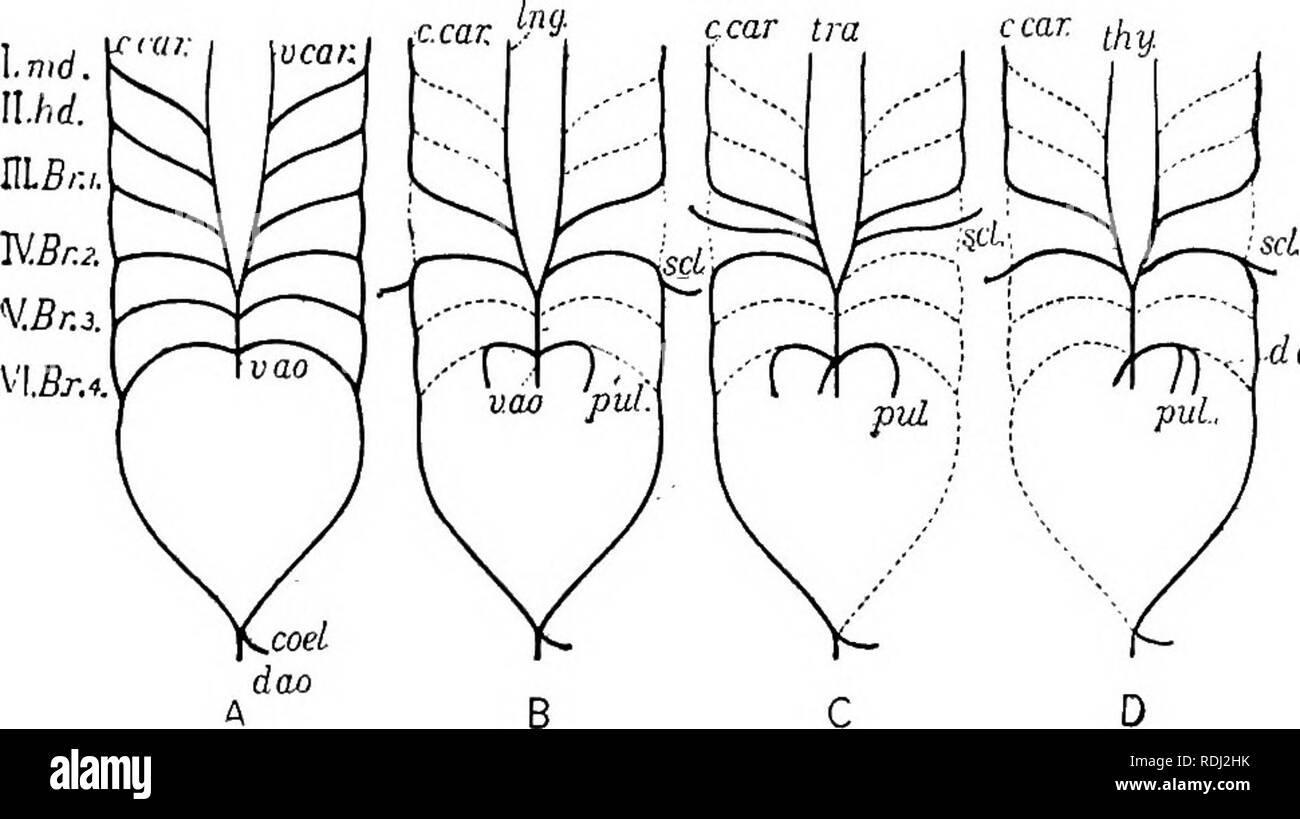 . A manual of elementary zoology . Zoology. EMBRYOLOGY 501 vessel in ...