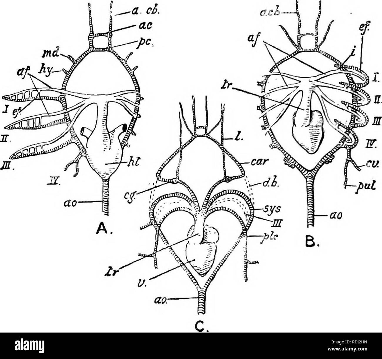 Tadpole with external gill Black and White Stock Photos & Images - Alamy