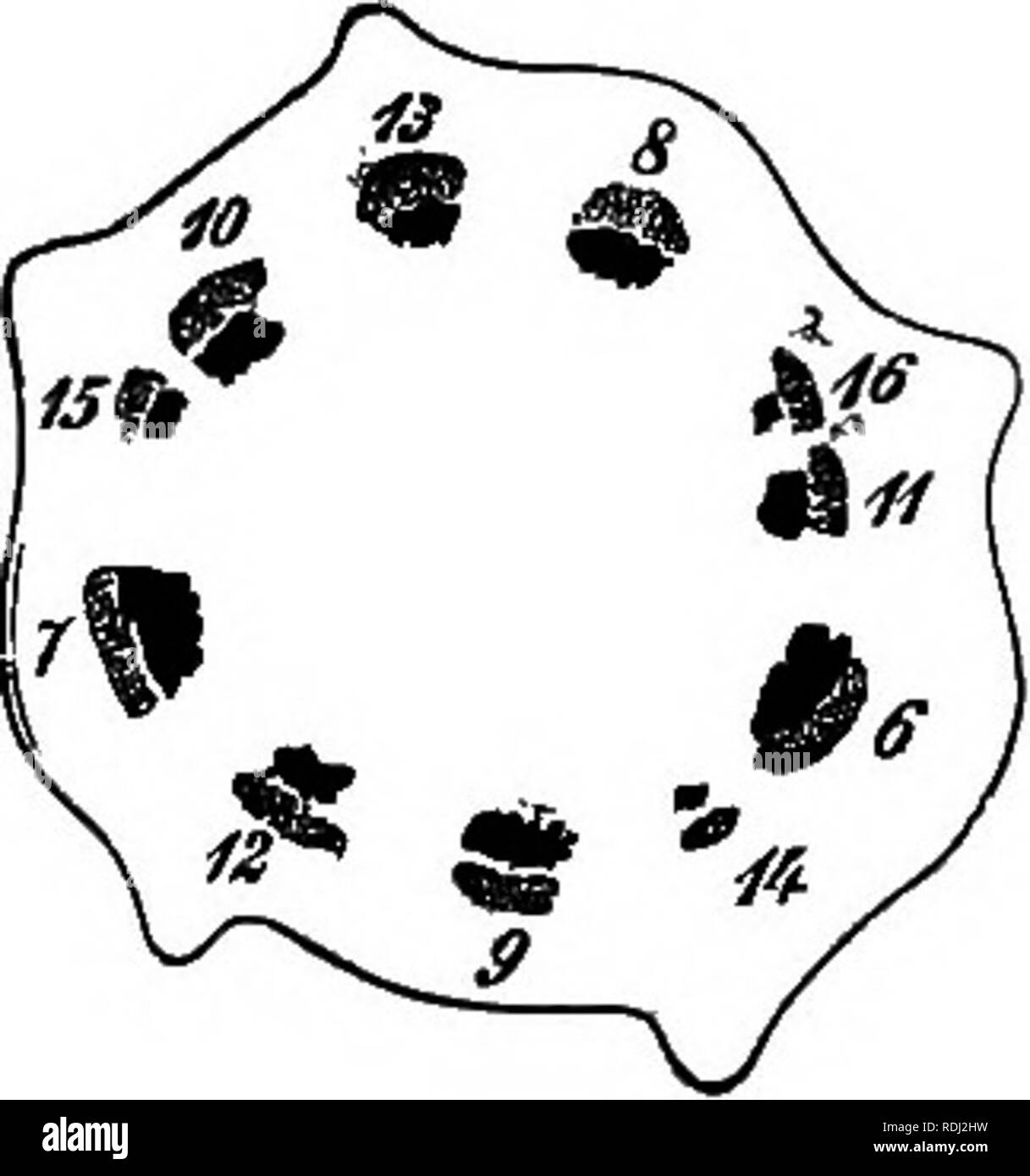 . Outlines of plant life : with special reference to form and function ...