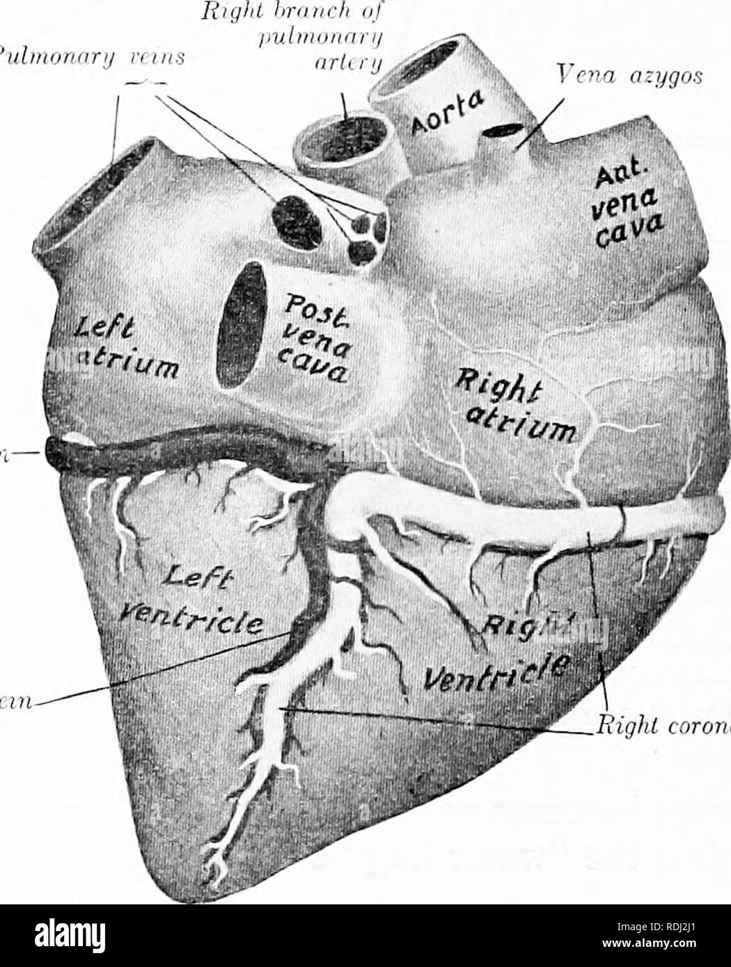 Horse anatomy heart circulation hi-res stock photography and images - Alamy