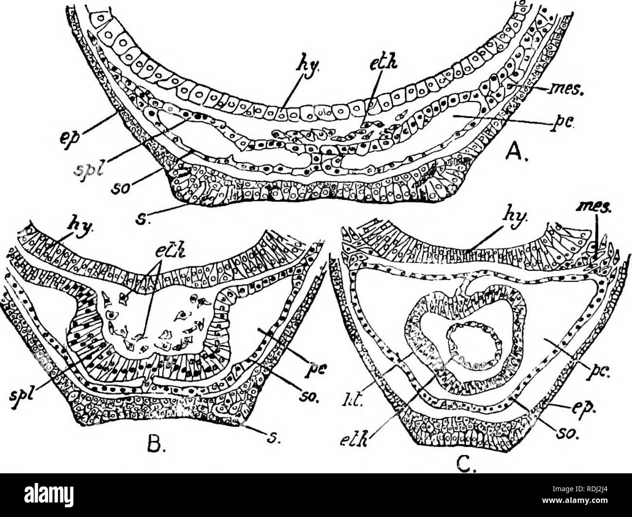 Pericardial Cavity Frog