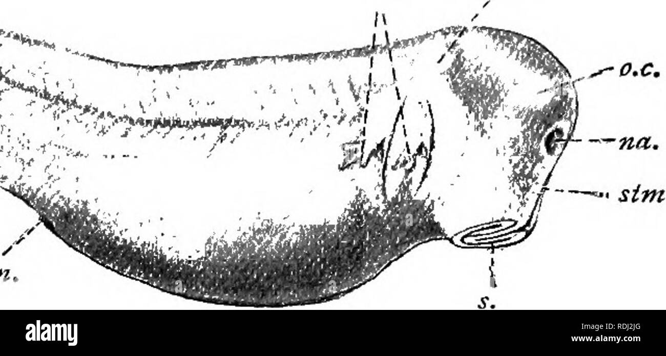 . A manual of elementary zoology . Zoology. EMBRYOLOGY 495 operculum ...