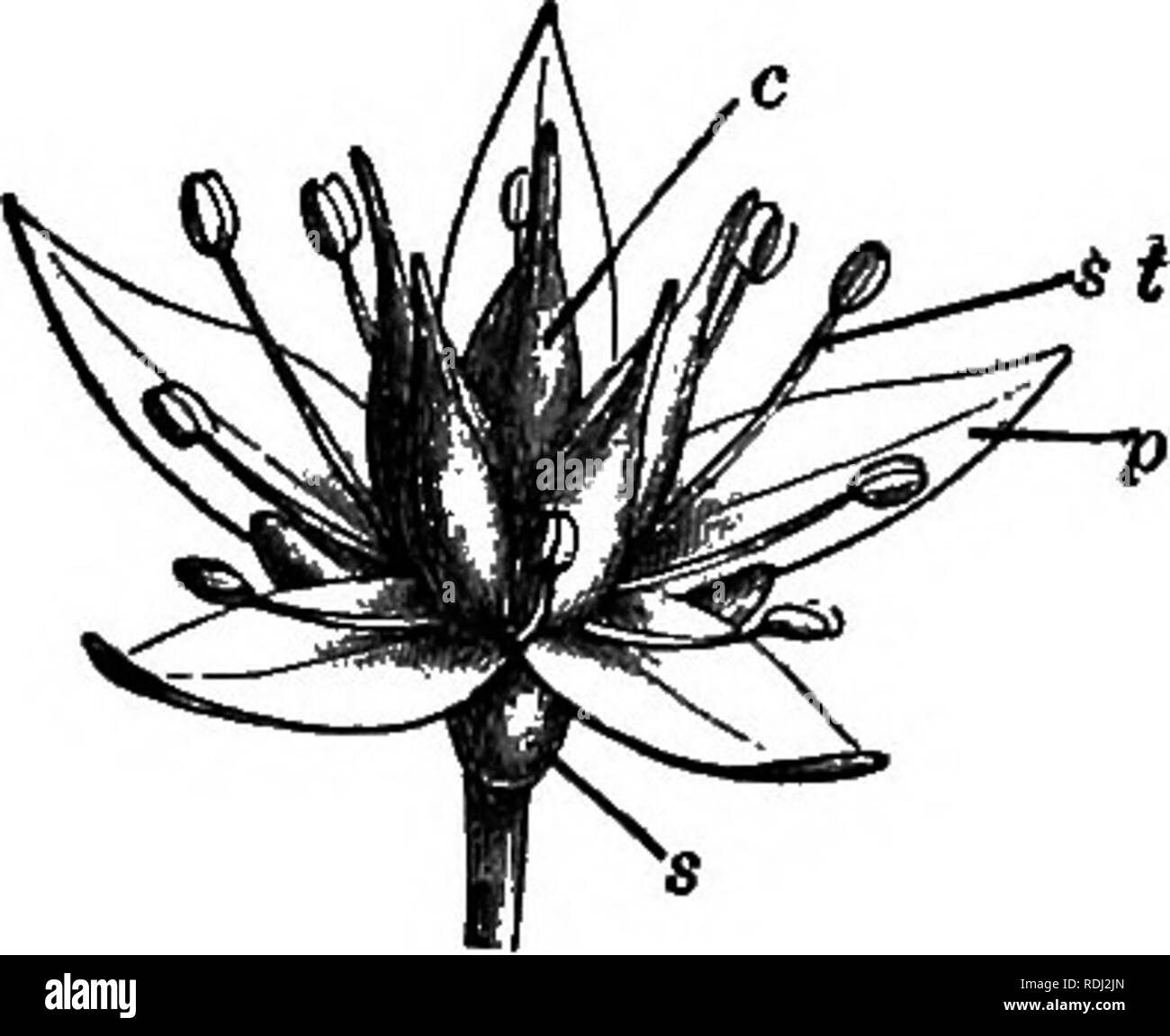 . Outlines of plant life : with special reference to form and function ...
