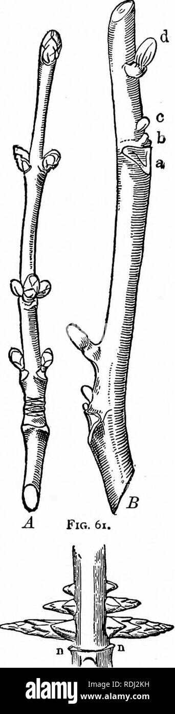 Life size bear Black and White Stock Photos & Images - Alamy