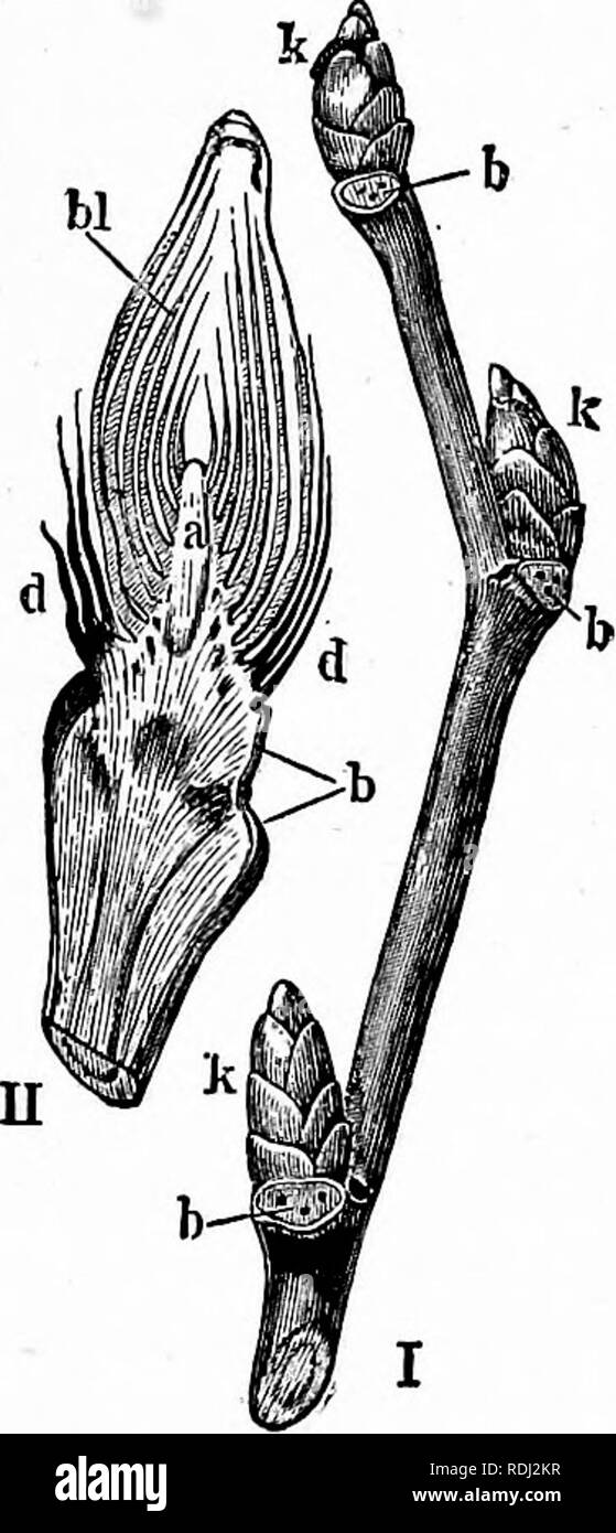 Red leaf axil hi-res stock photography and images - Alamy