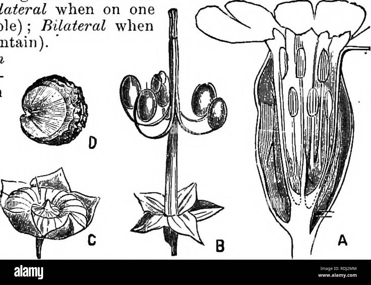 Seaweed reproductive Black and White Stock Photos & Images - Alamy