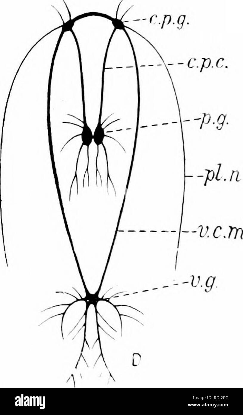 Mussel Nervous System General Anatomy Of The Blue Mussel (Mytilus