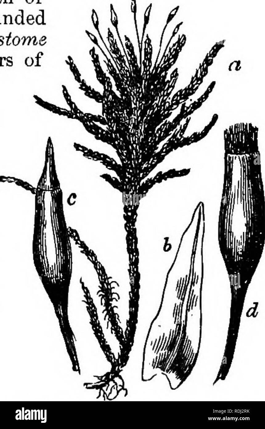 . Botany for academies and colleges: consisting of plant development ...