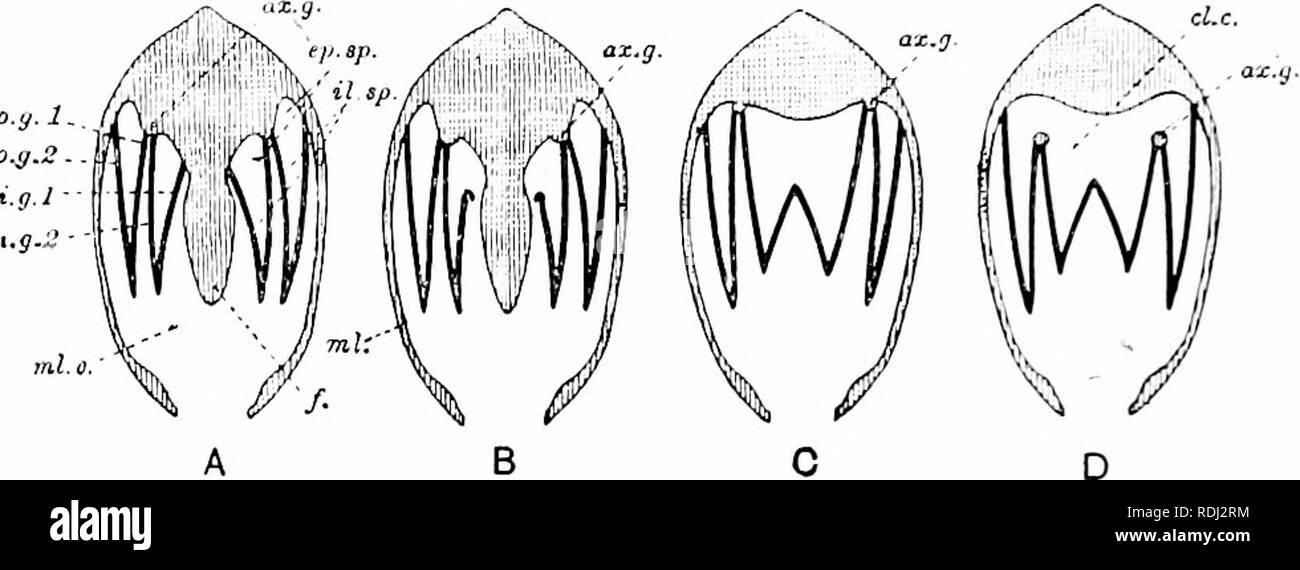 Fused gills hi-res stock photography and images - Alamy