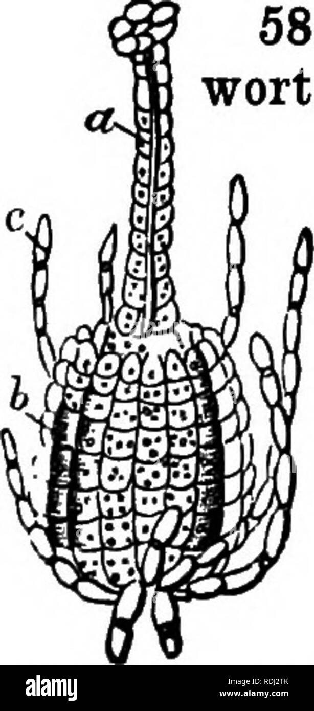 Spore tree Black and White Stock Photos & Images - Alamy