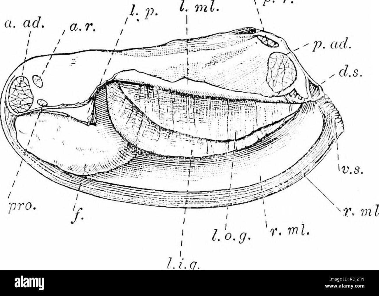 External body part Black and White Stock Photos & Images - Alamy