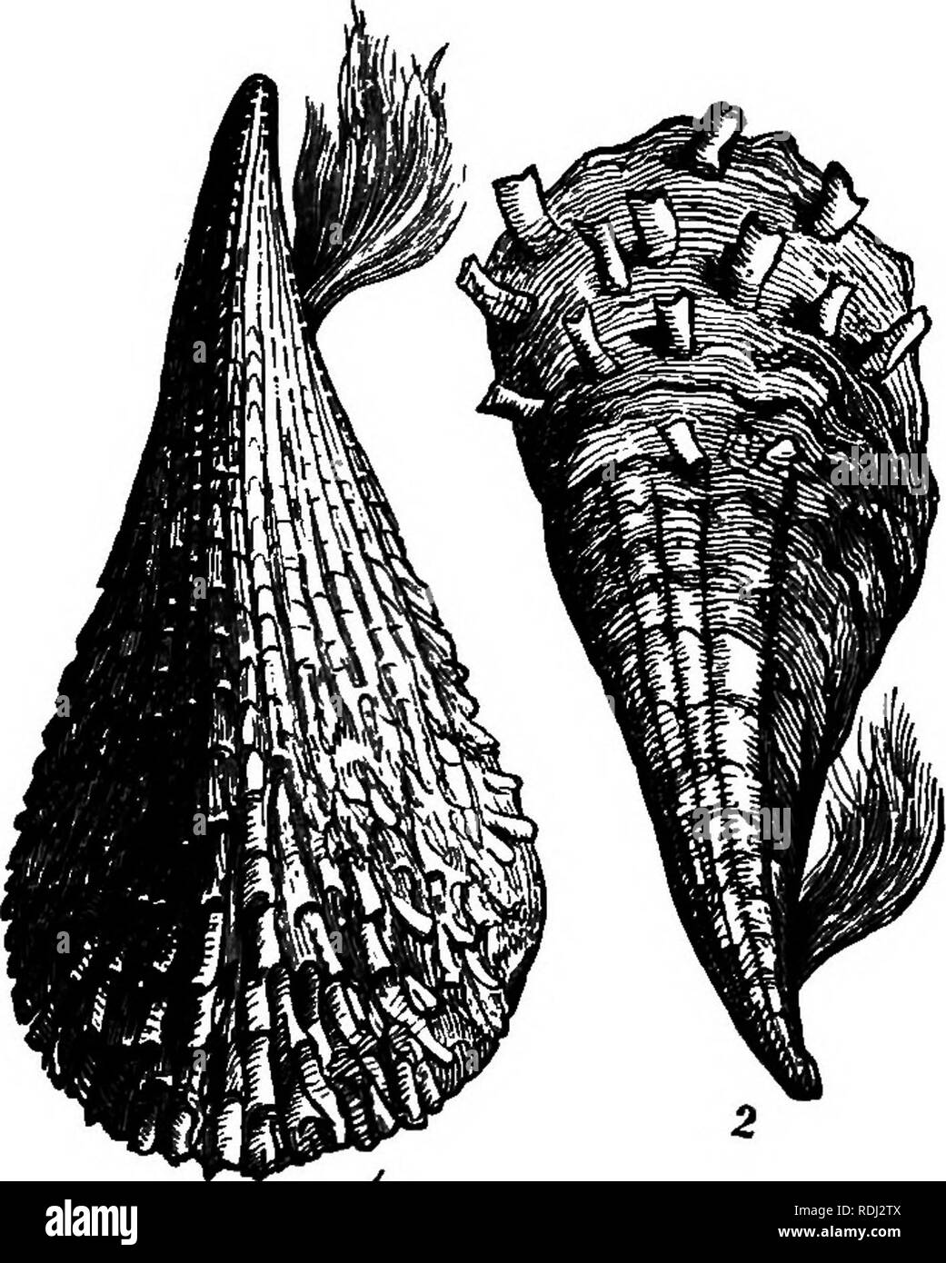 . The commercial products of the sea; or, Marine contributions to food ...