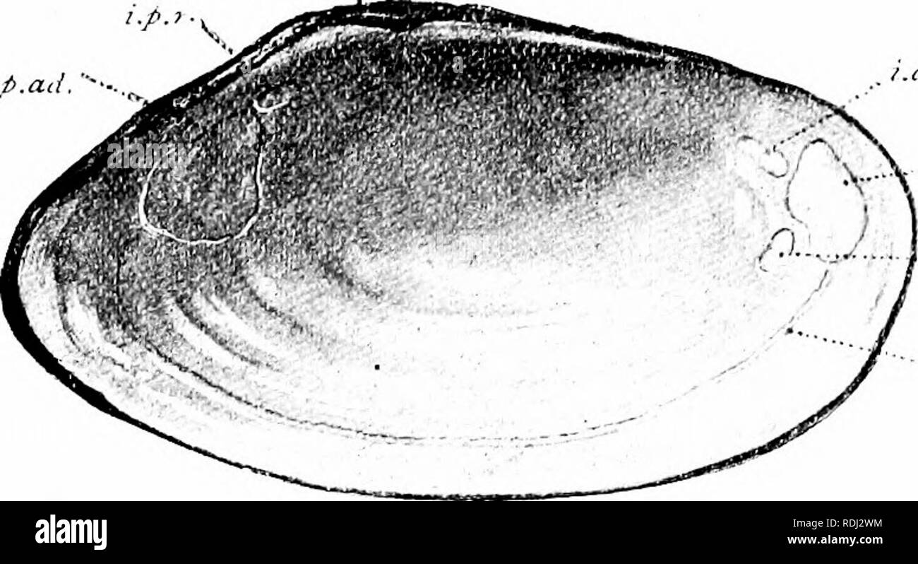 Prismatic Coloration High Resolution Stock Photography and Images - Alamy