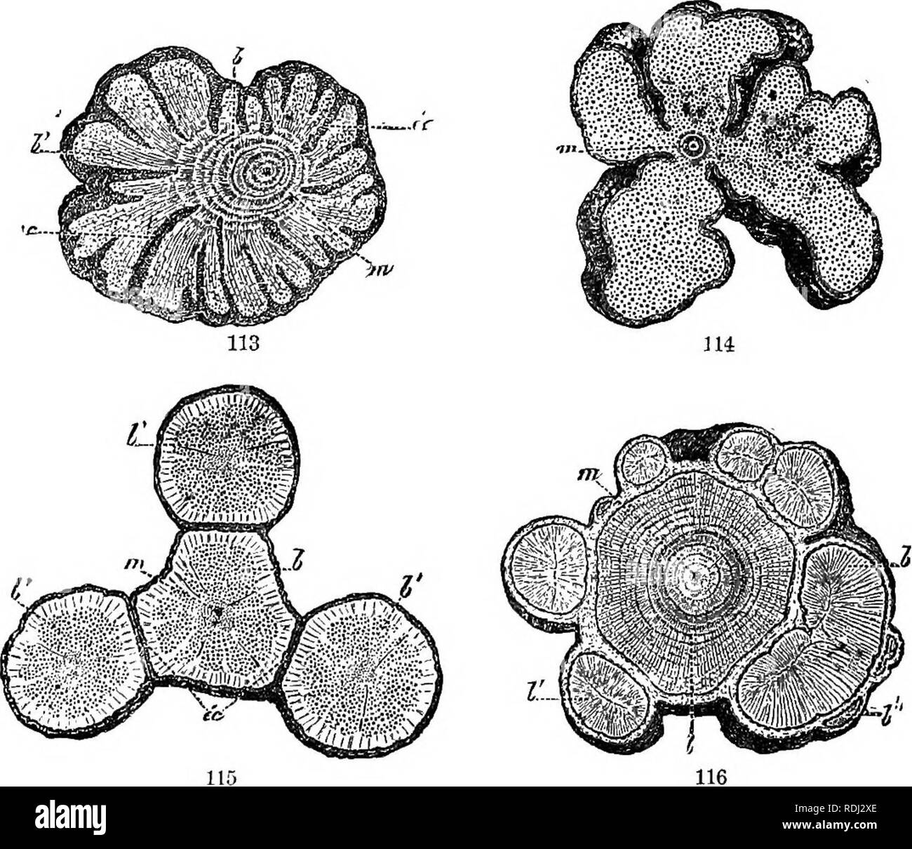 . Physiological botany; I. Outlines of the histology of phÃ¦nogamous ...