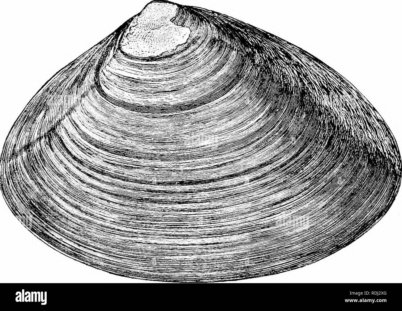 Hen Clam Stock Photos & Hen Clam Stock Images - Alamy