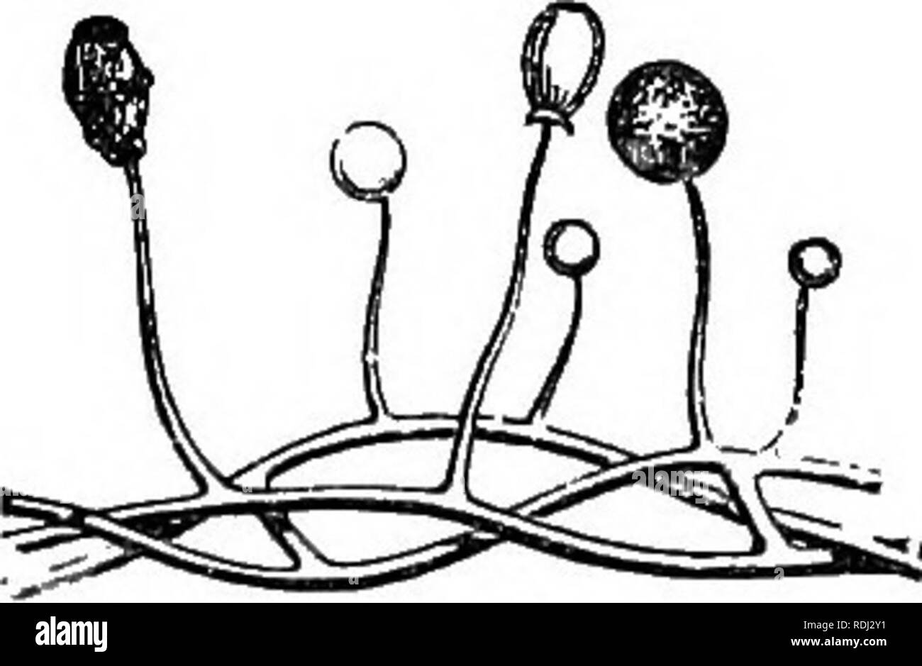 Wheat stomata Black and White Stock Photos & Images - Alamy