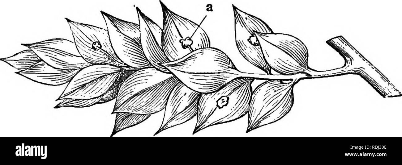 . Elementary botany : theoretical and practical. A text-book designed ...