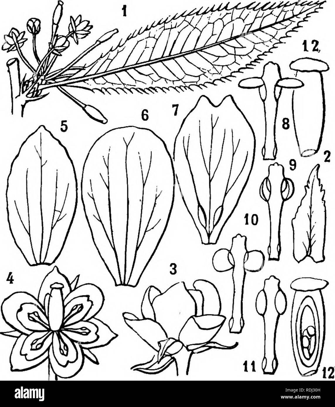 Peltate leaves Black and White Stock Photos & Images - Alamy