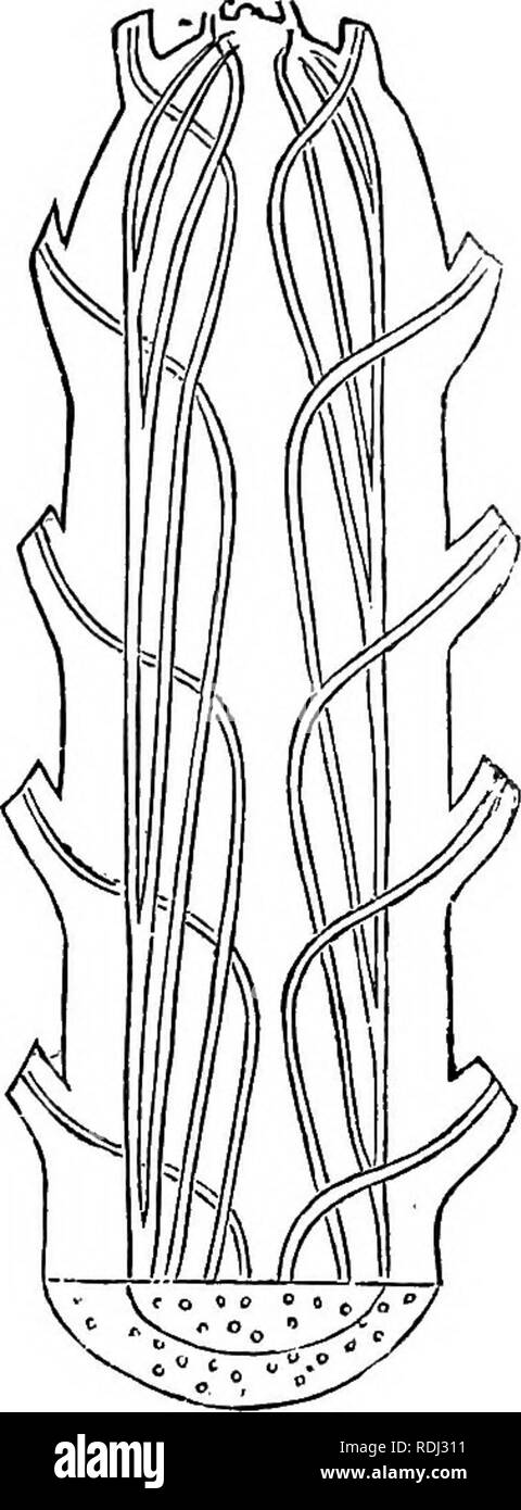 . Physiological botany; I. Outlines of the histology of phænogamous ...