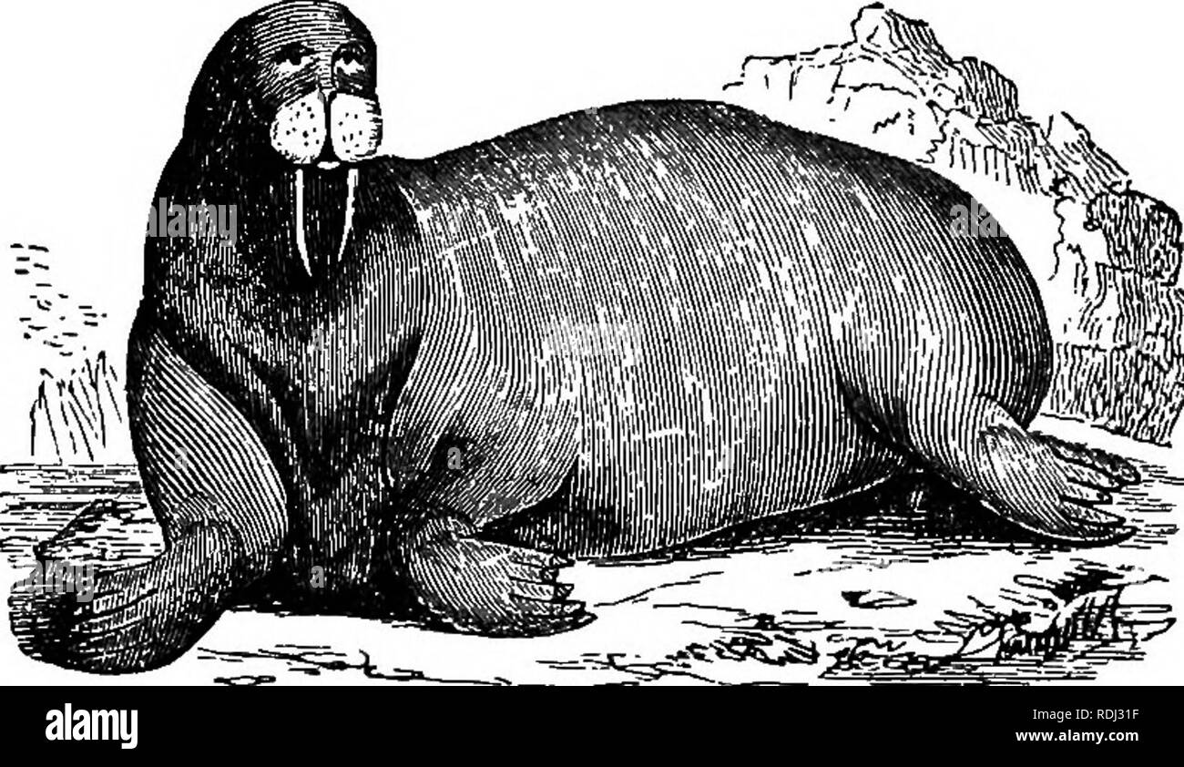 Blubber skin Black and White Stock Photos & Images - Alamy