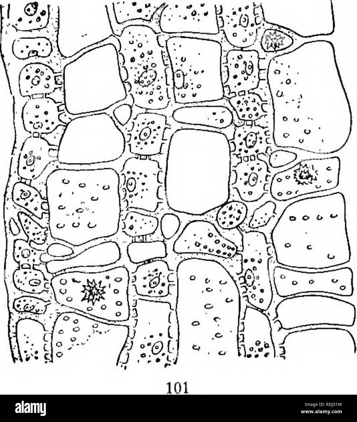 . Physiological botany; I. Outlines of the histology of phænogamous ...