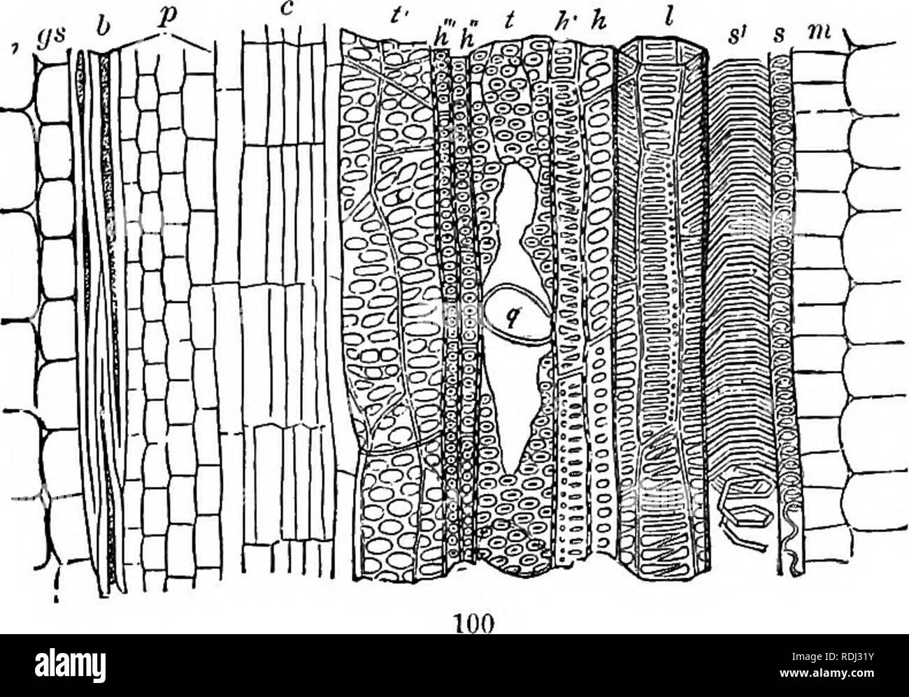 Cambium cell layer Black and White Stock Photos & Images - Alamy
